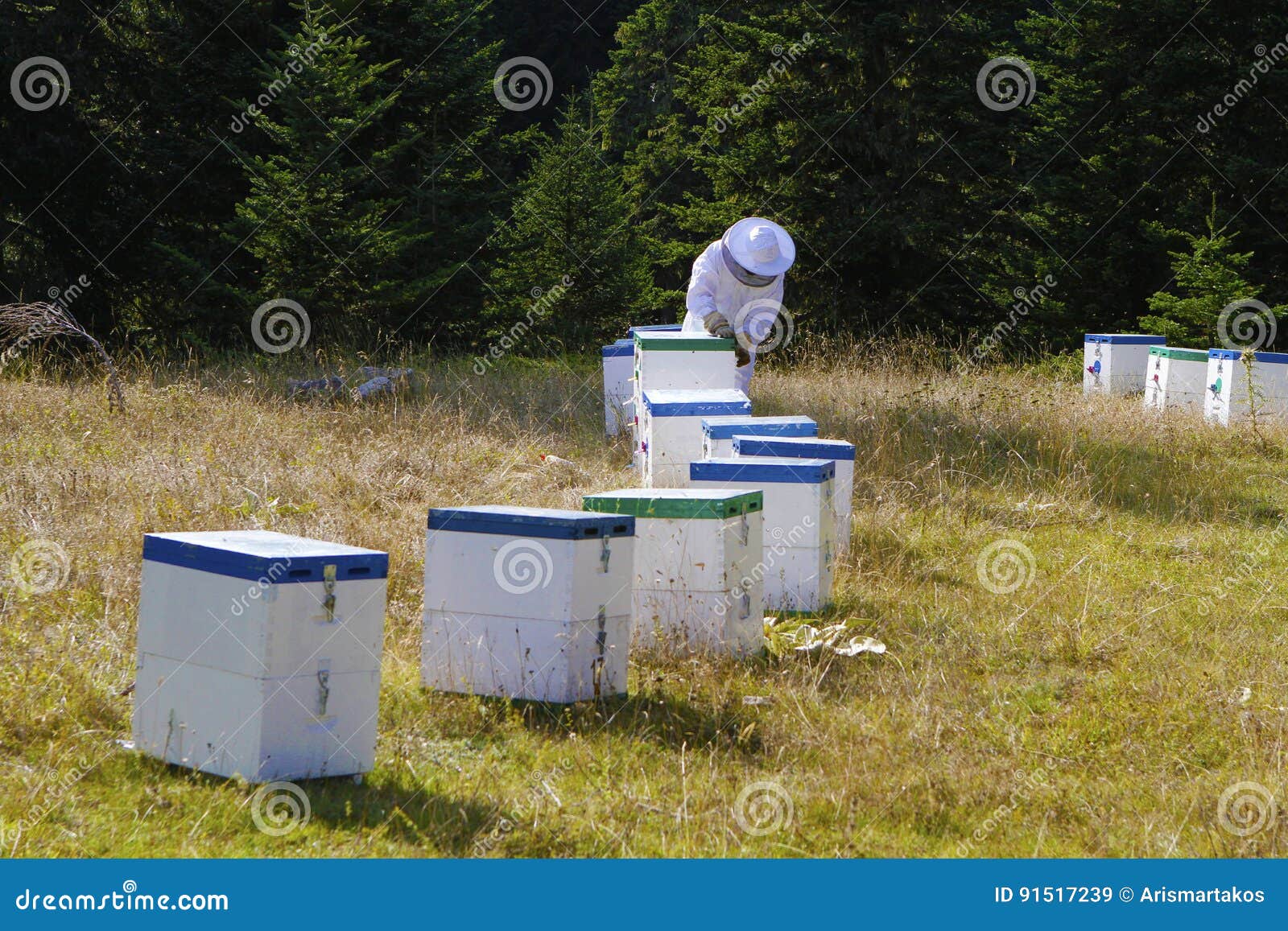Beekeeper opening beehive stock image. Image of biting - 91517239