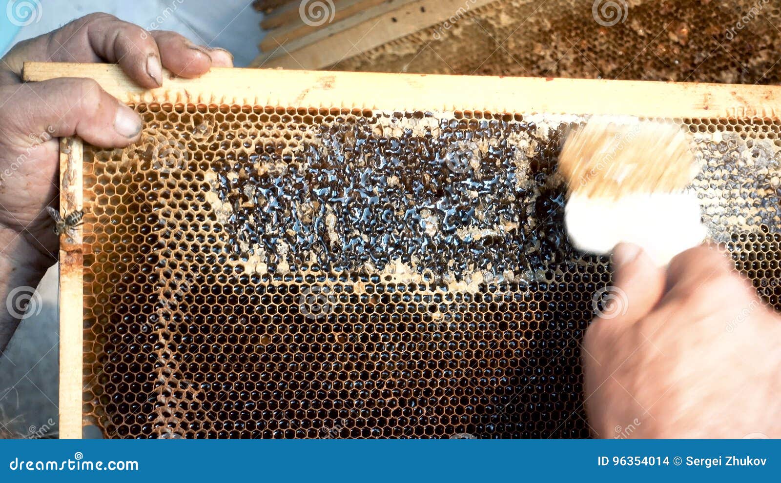 Beekeeper Opening Honeycombs with Bee Knife. a Beekeeper Using a Knife ...