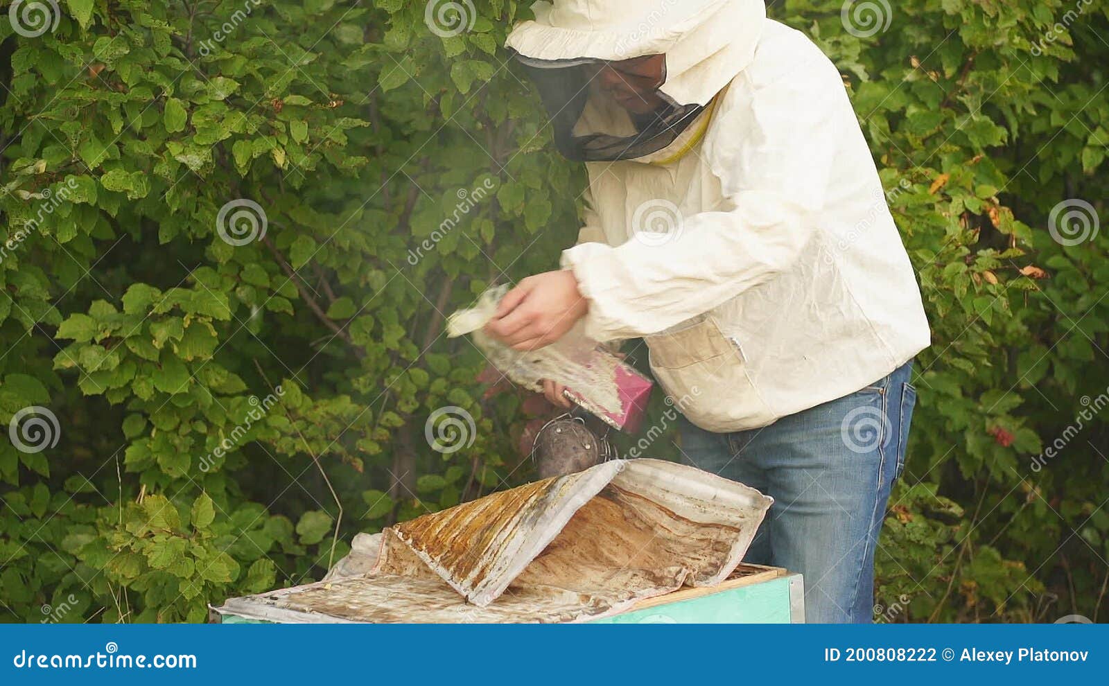 Beekeeper Opens Beehive. Apiculturist Working on Apiary with Hives ...
