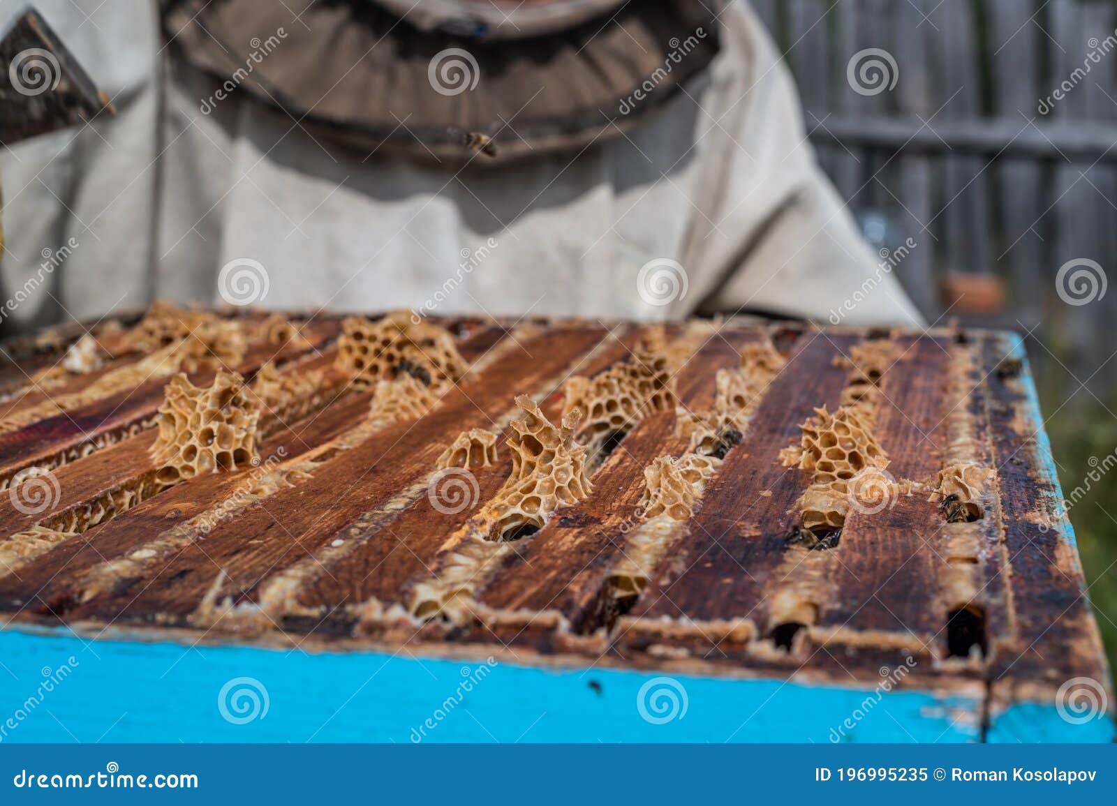 Beekeeper Opens the Beehouse`s Cover To Take Honey Out of it Stock ...