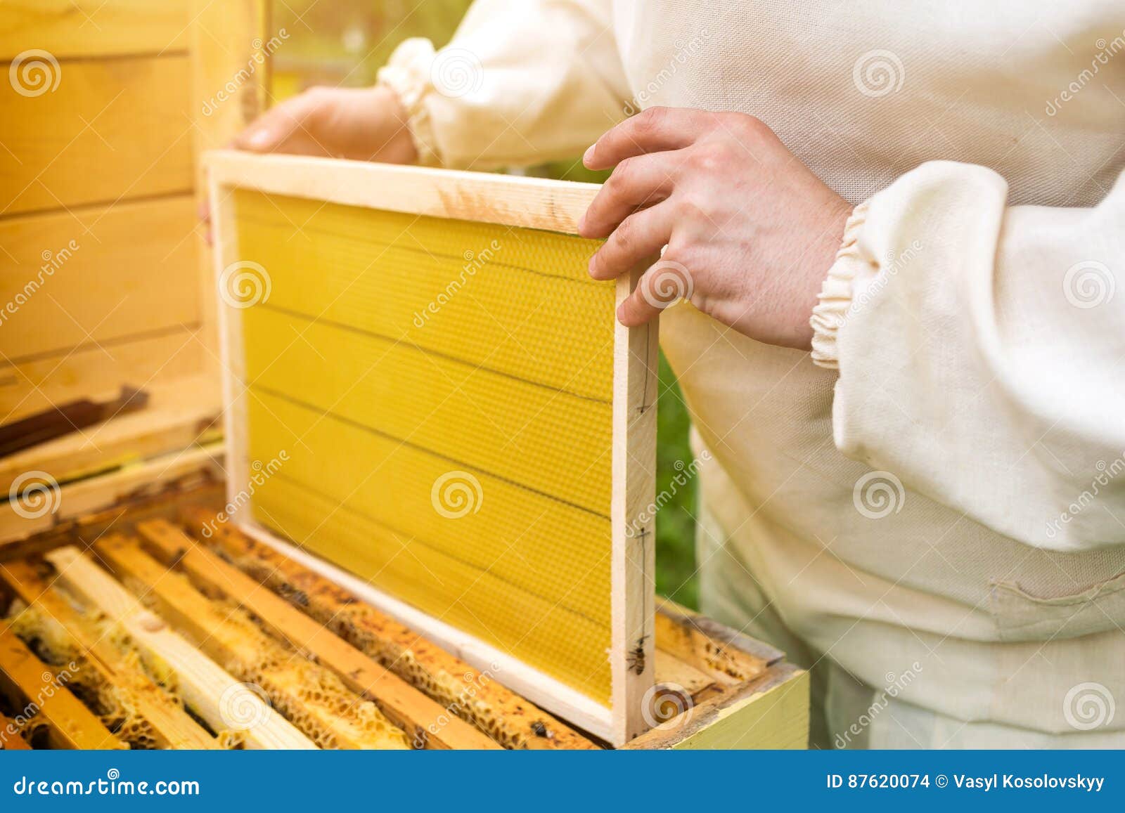The Beekeeper Places the Hive a New Framework for Honey. Honeycomb ...