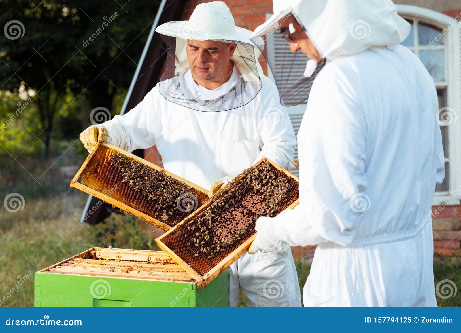 Beekeeper in Protective Work Wear Inspecting Honeycomb Frame at Apiary ...