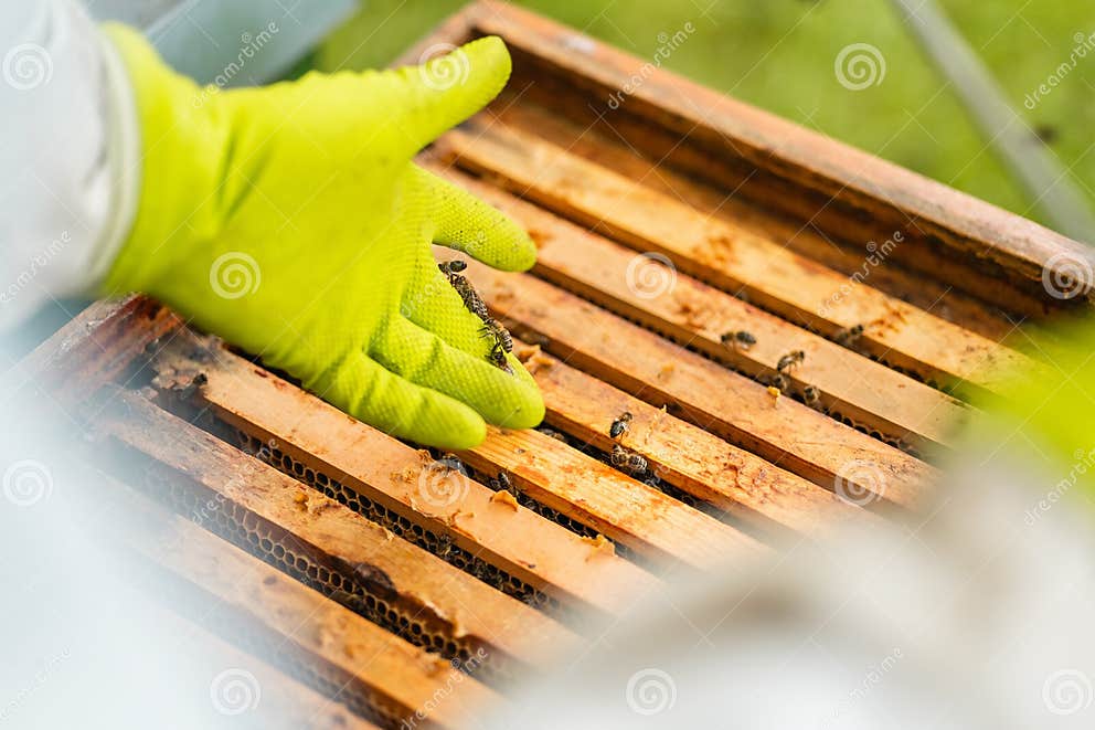Beekeeper Puts Bees Back on the Wooden Frame of the Beehive Stock Photo ...