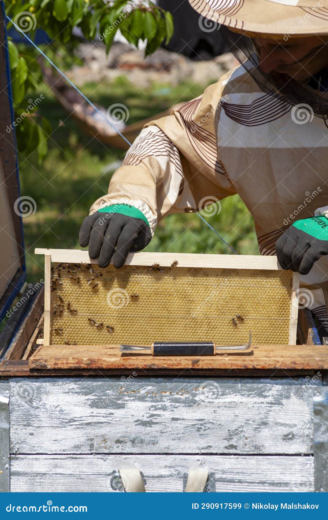 The Beekeeper Puts the Combs in the Hive. Stock Image - Image of apiary ...