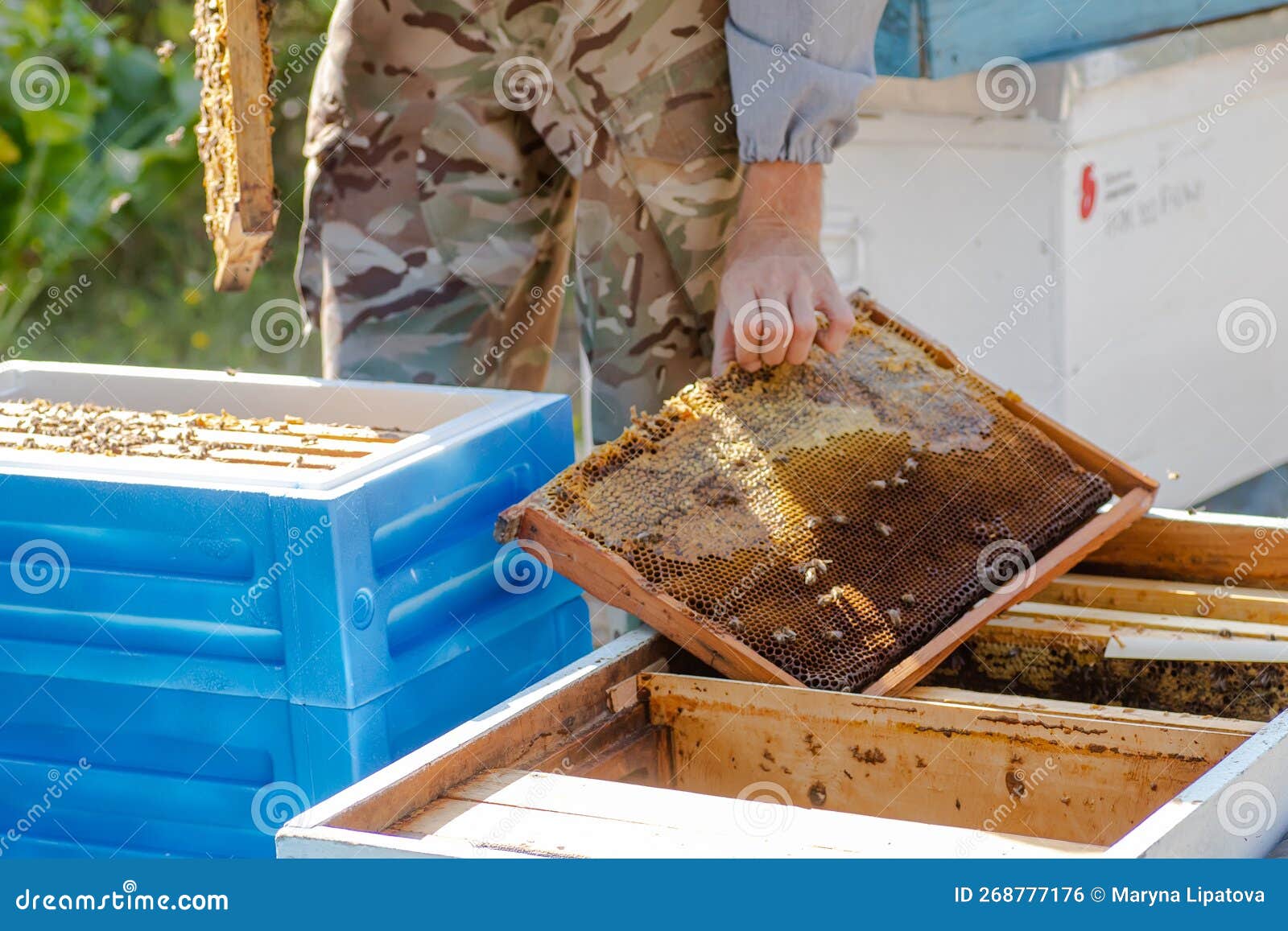 Beekeeper Puts Frame in Hive. Work on Apiary in Summer. Beekeeping ...