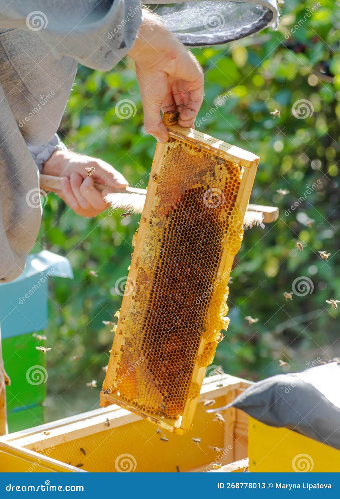 Beekeeper Puts Frame in Hive. Work on Apiary in Summer. Beekeeping ...