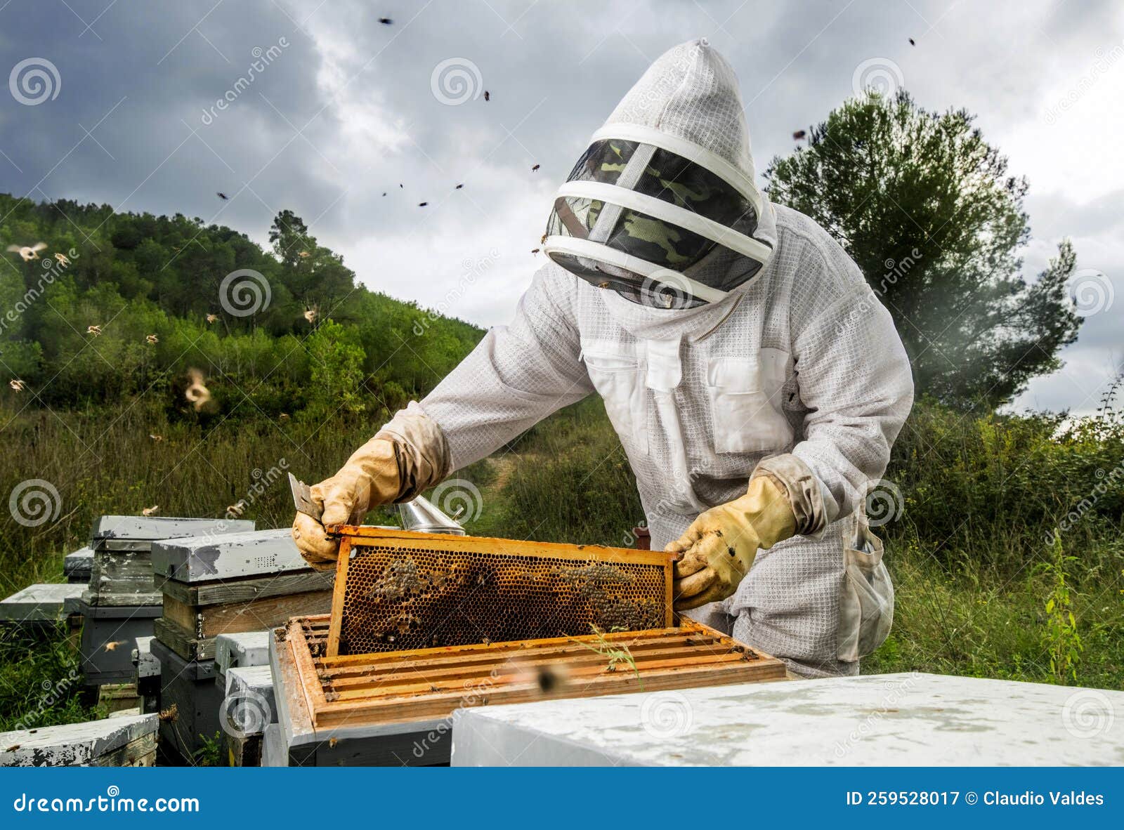 Beekeeper Removes Hive Panel Stock Image - Image of food, honeycomb ...