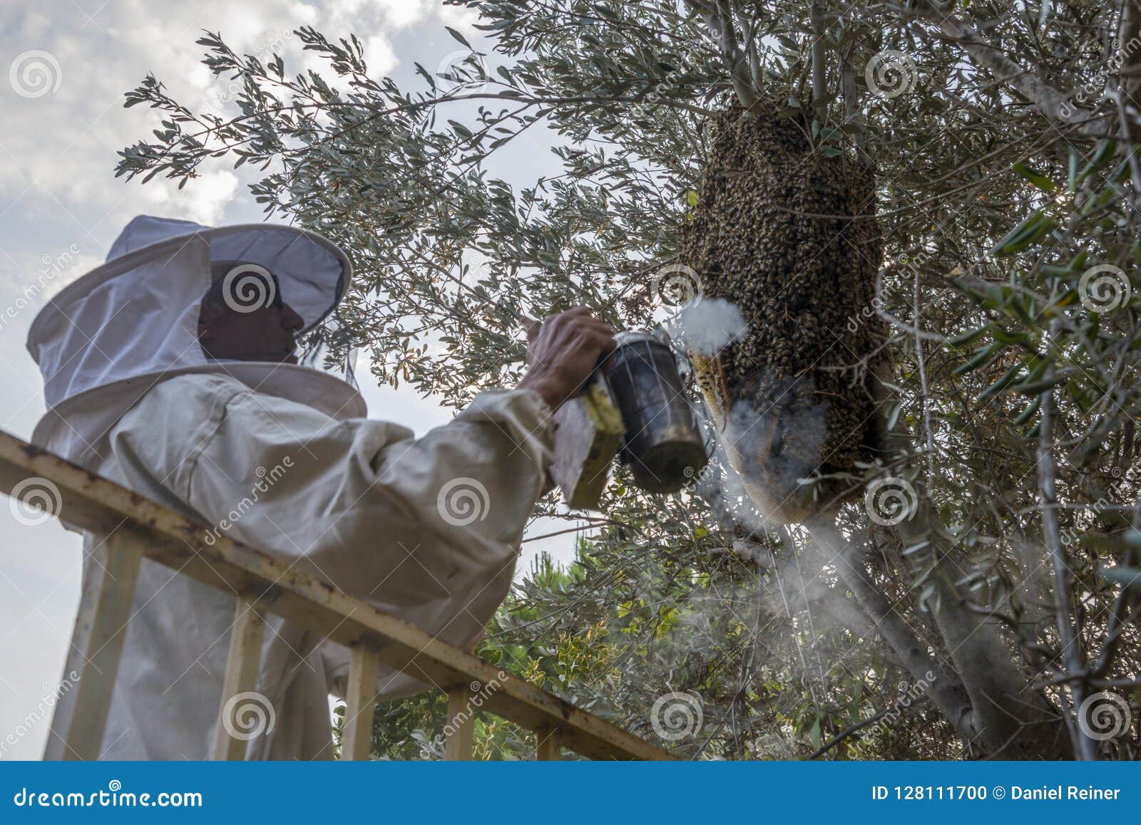 Beekeeper Removing a Beehive from a Tree Editorial Image - Image of ...