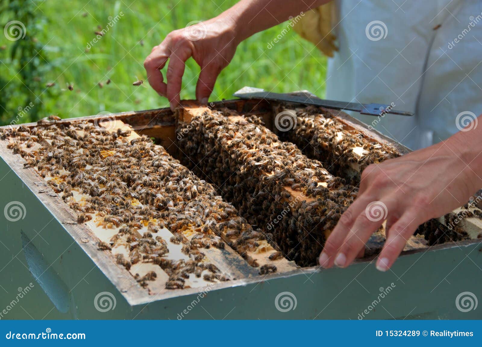 Beekeeper Removing Honeycomb from Bee Colony Stock Image - Image of ...