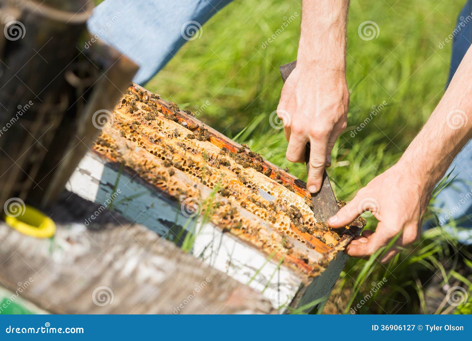 Beekeeper Removing Honeycomb Frames from Crate Stock Image - Image of ...