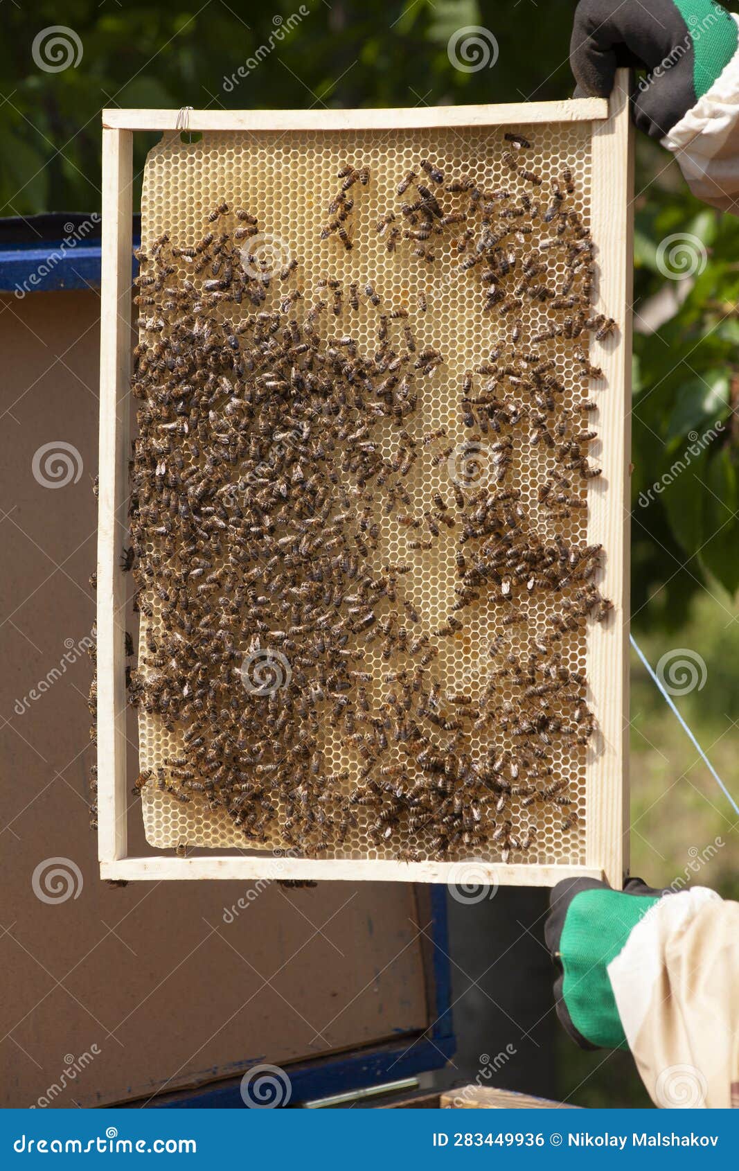 A Beekeeper S Gloved Hand Holds a Frame with Bees and Capped Honey at a ...