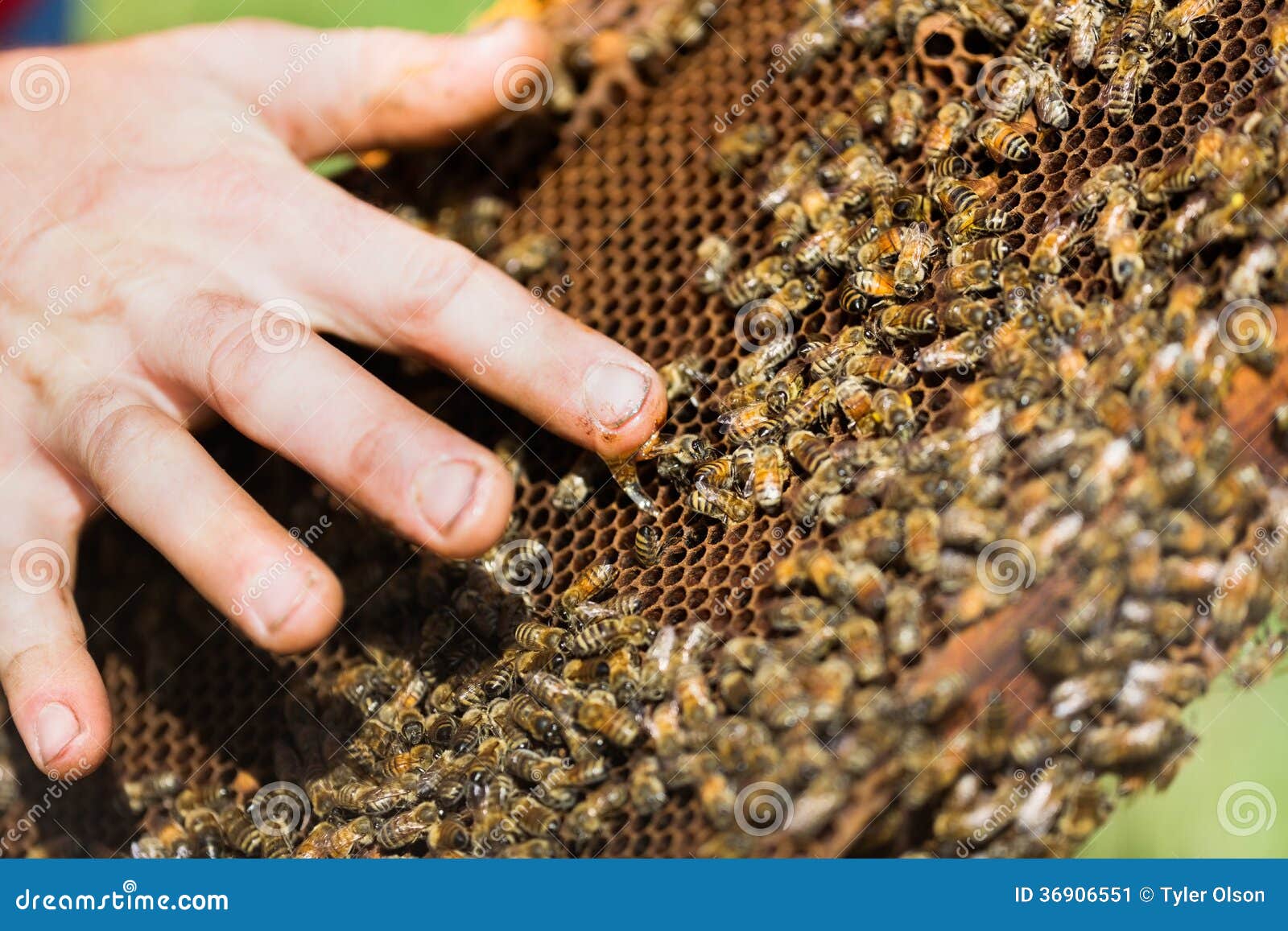 Beekeeper S Hand with Honey Stock Image - Image of extraction, detail ...