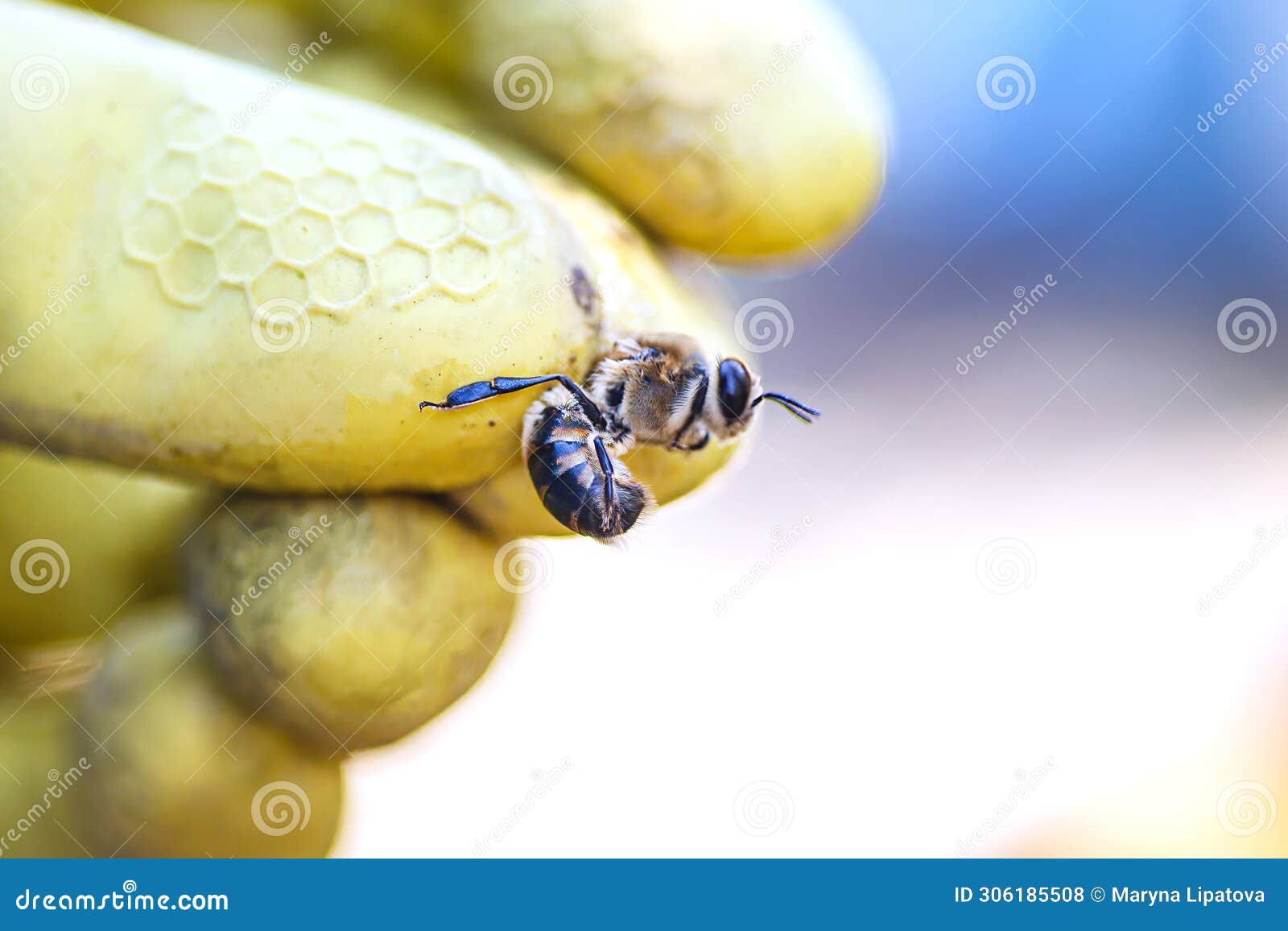 Beekeeper Selects Bee Drones for Selection of Sperm. Artificial ...