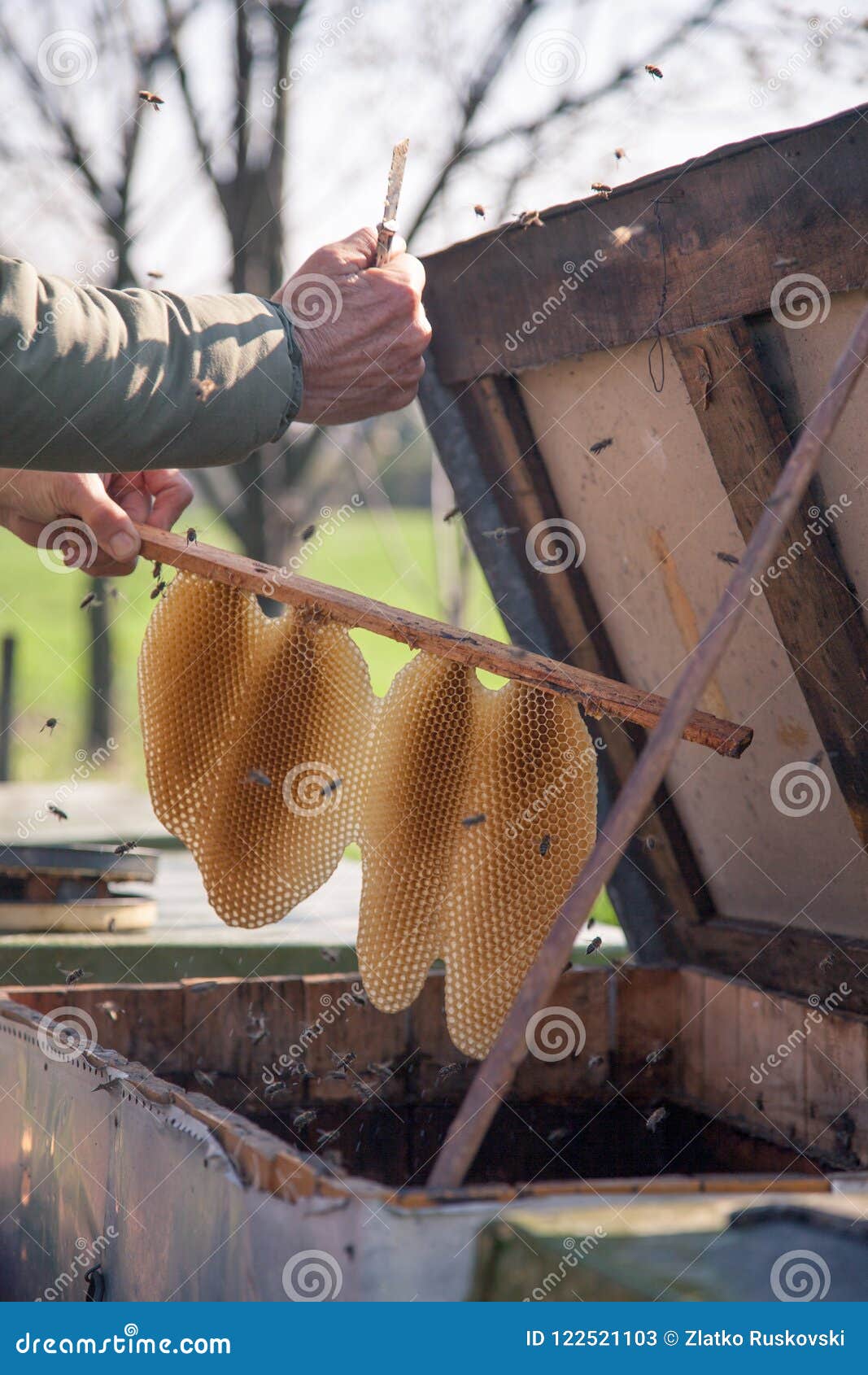 Beekeeper Shaking Bees of the Honeycomb Stock Image - Image of morning ...