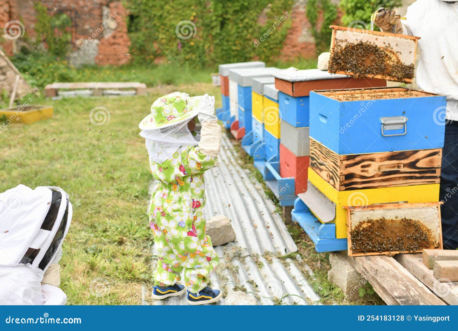 The Beekeeper Shows the Beehive To the Children Stock Photo - Image of ...
