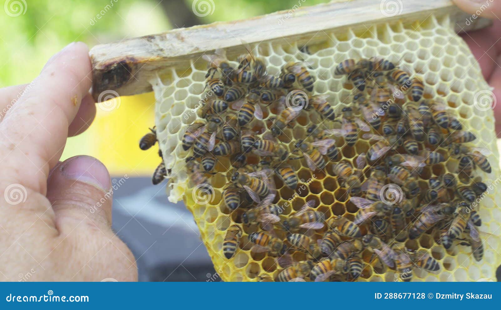 The Beekeeper Shows the Queen Bee in a Nesting Frame among the Bees ...