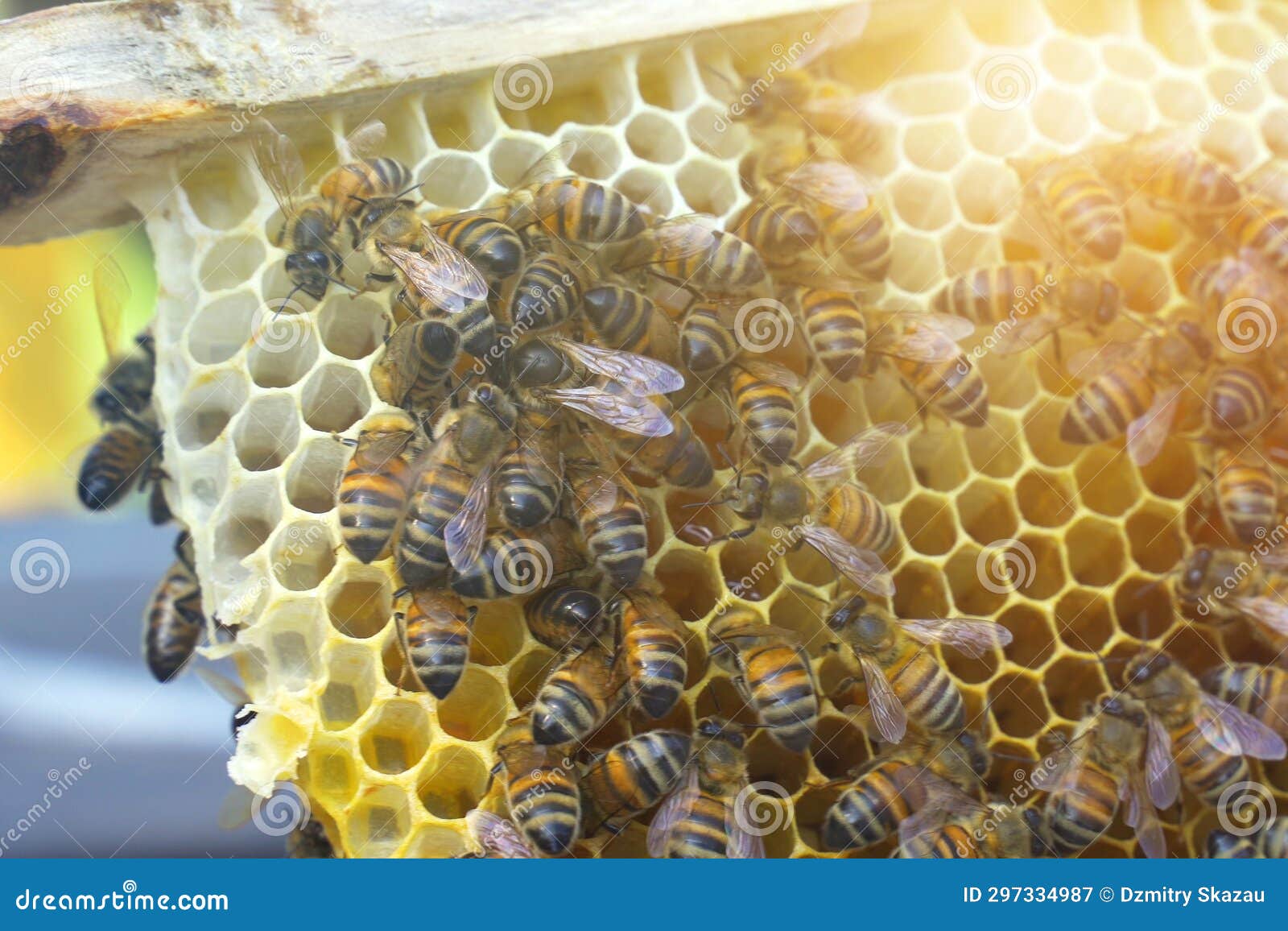 The Beekeeper Shows the Queen Bee in a Nesting Frame among the Bees ...