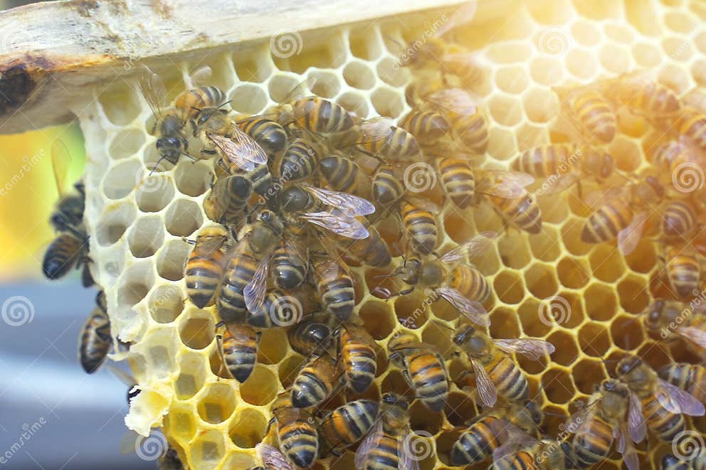 The Beekeeper Shows the Queen Bee in a Nesting Frame among the Bees ...