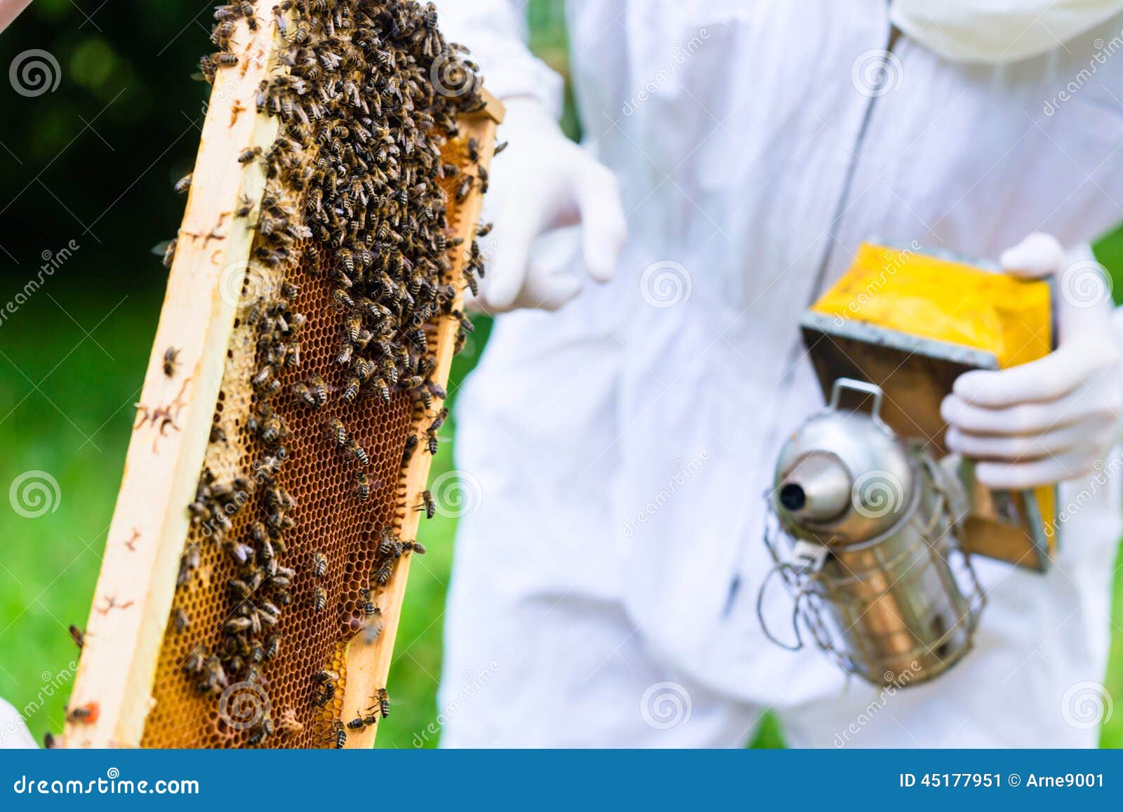 Beekeeper with Smoker Controlling Beeyard and Bees Stock Image - Image ...