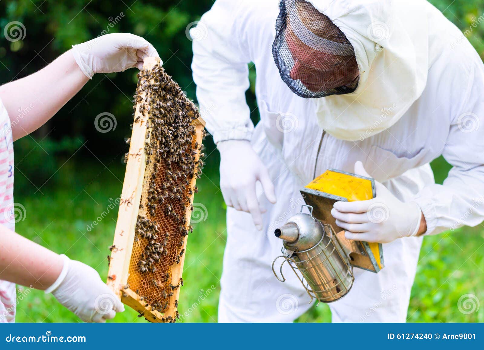 Beekeeper with Smoker Controlling Beeyard and Bees Stock Photo - Image ...