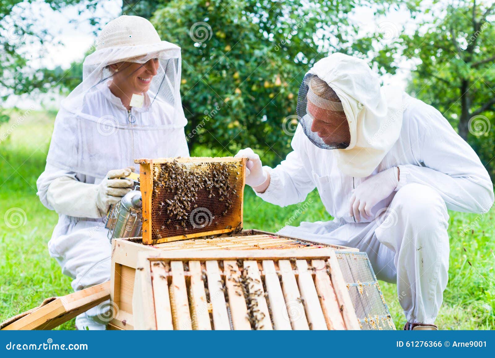 Beekeeper with Smoker Controlling Beeyard and Bees Stock Photo - Image ...
