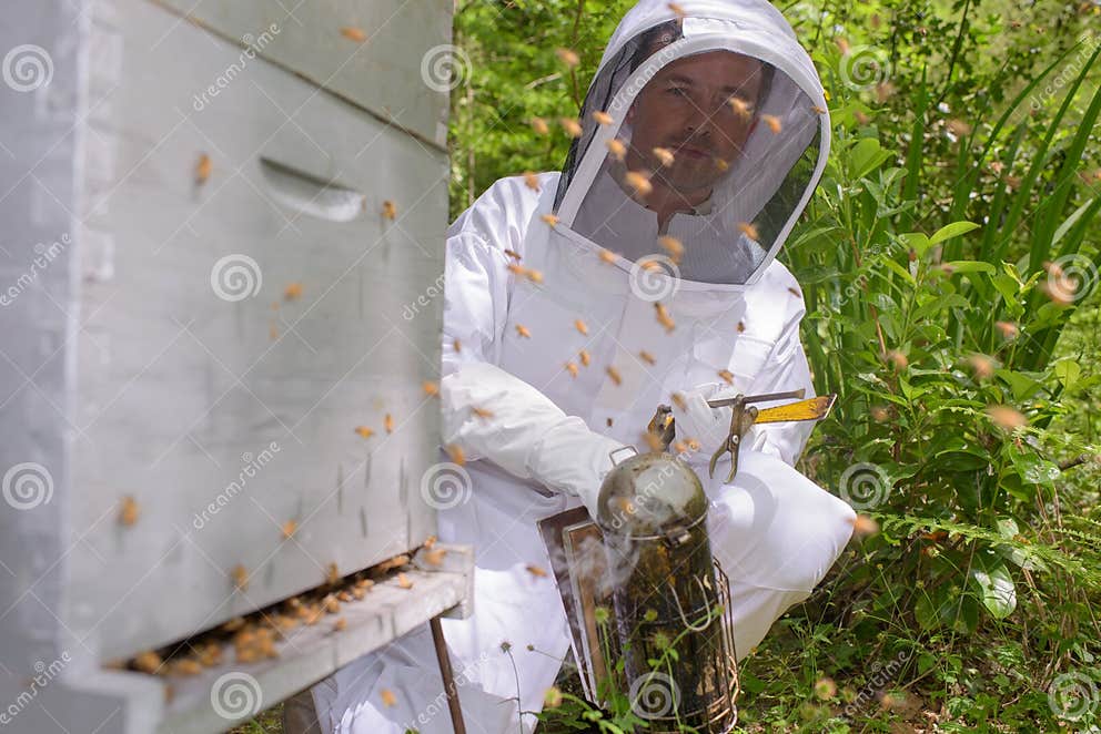 Beekeeper smoking bees stock photo. Image of keeping - 253358058