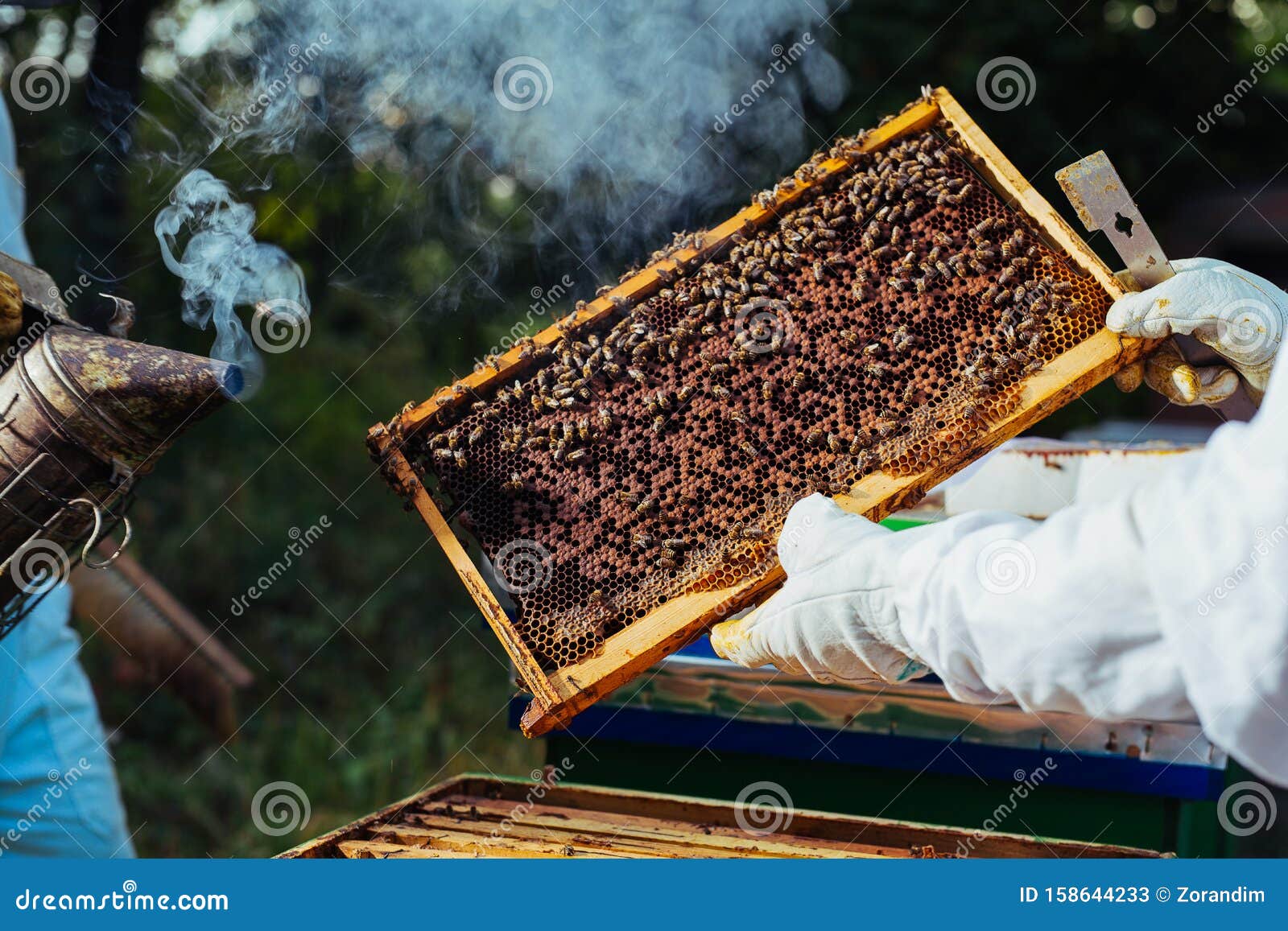 Beekeeper Smoking Honey Bees with Bee Smoker on the Apiary Stock Image ...