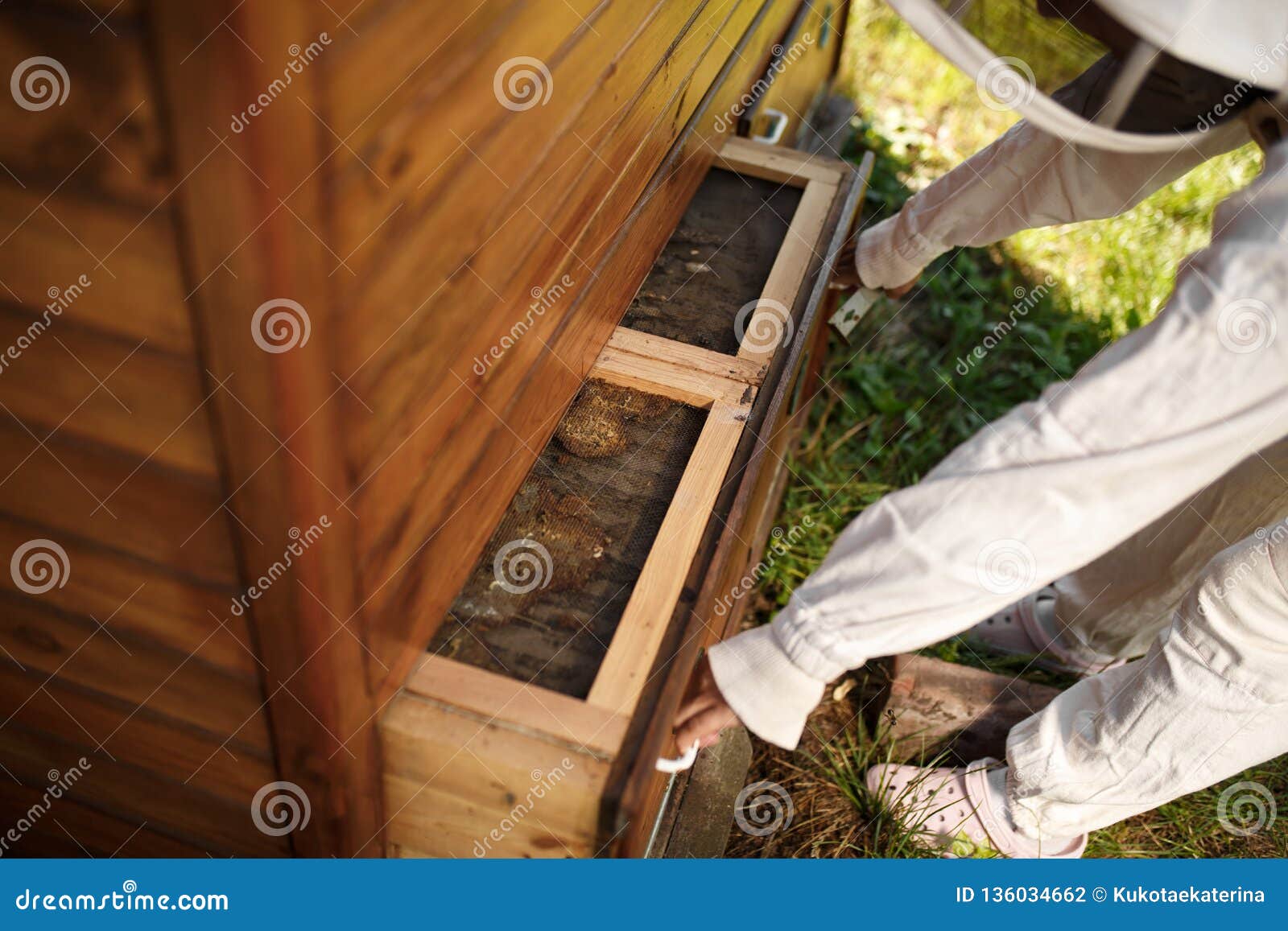 Beekeeper in Suit is Working at Apiary. Opening Wooden Beehive ... Beekeeper in Suit is Working at Apiary. Opening Wooden Beehive ...