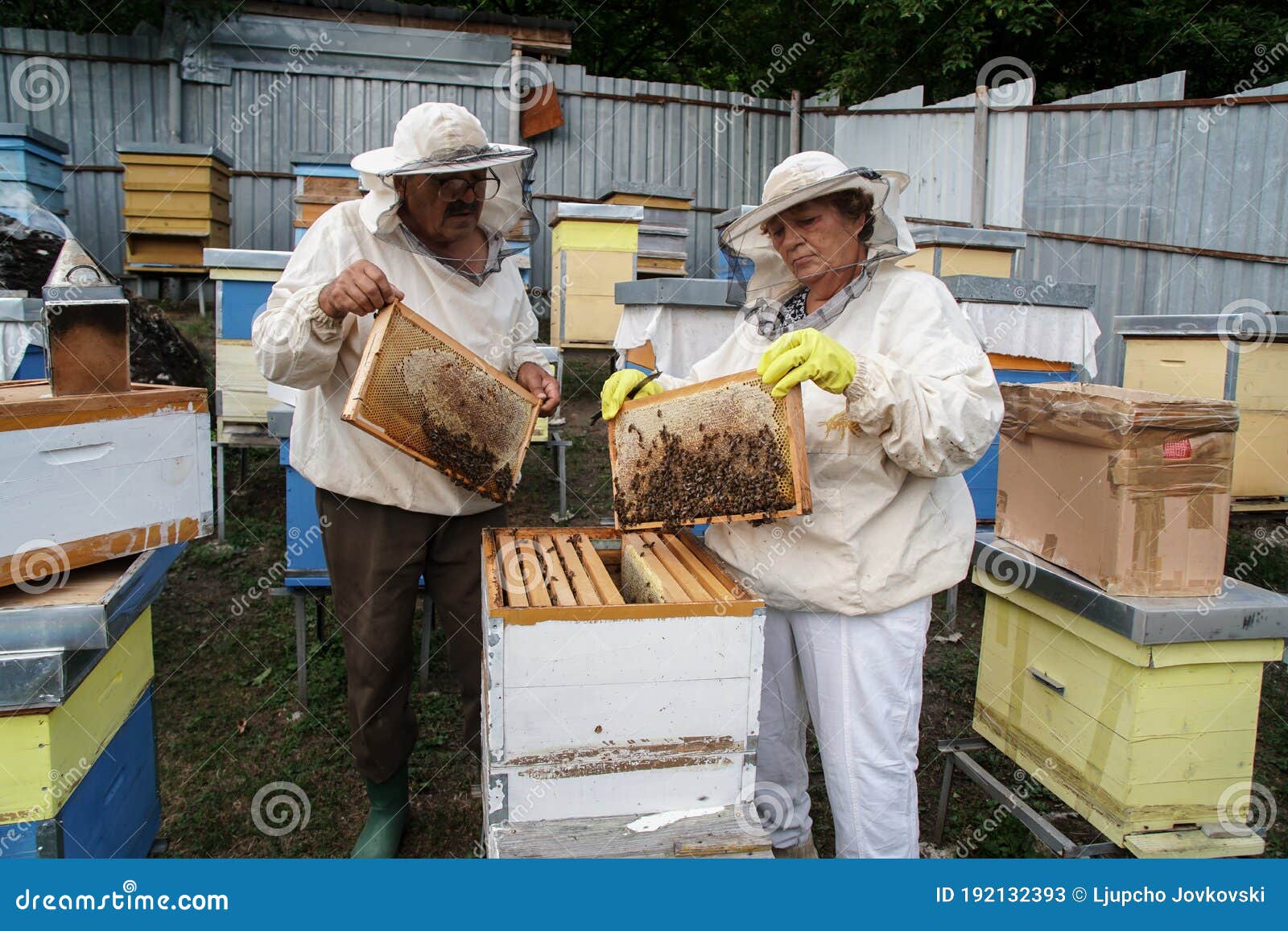 Beekeeper Working on a Beehive in Nature Stock Image - Image of ...