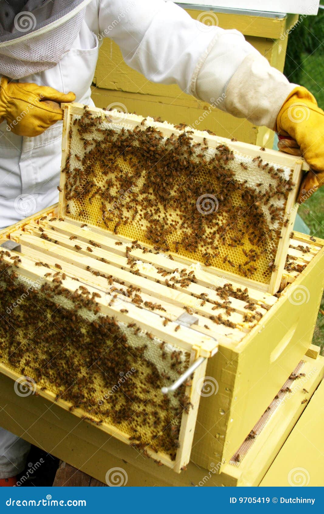 Beekeeper tending hive stock image. Image of agriculture - 9705419