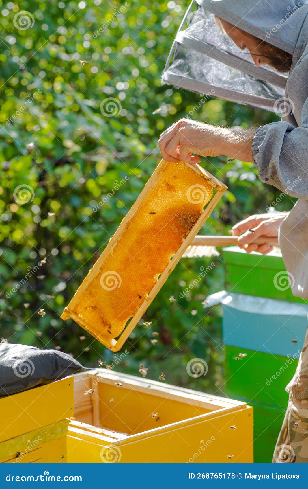 Beekeeper Trabaja En Colmenillas En Verano. Conseguir Miel De La ... Beekeeper Trabaja En Colmenillas En Verano. Conseguir Miel De La ...