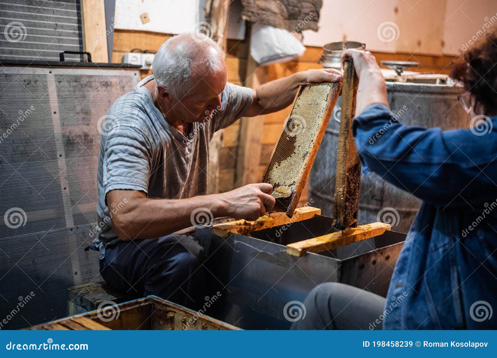Beekeeper Uncapping Honey Cells on the Frames with a Uncapping Comb ...