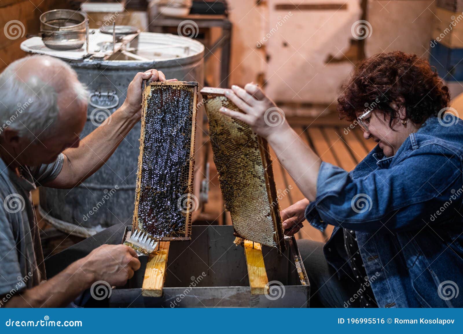 Beekeeper Uncapping Honey Cells on the Hive Frames with a Uncapping ...