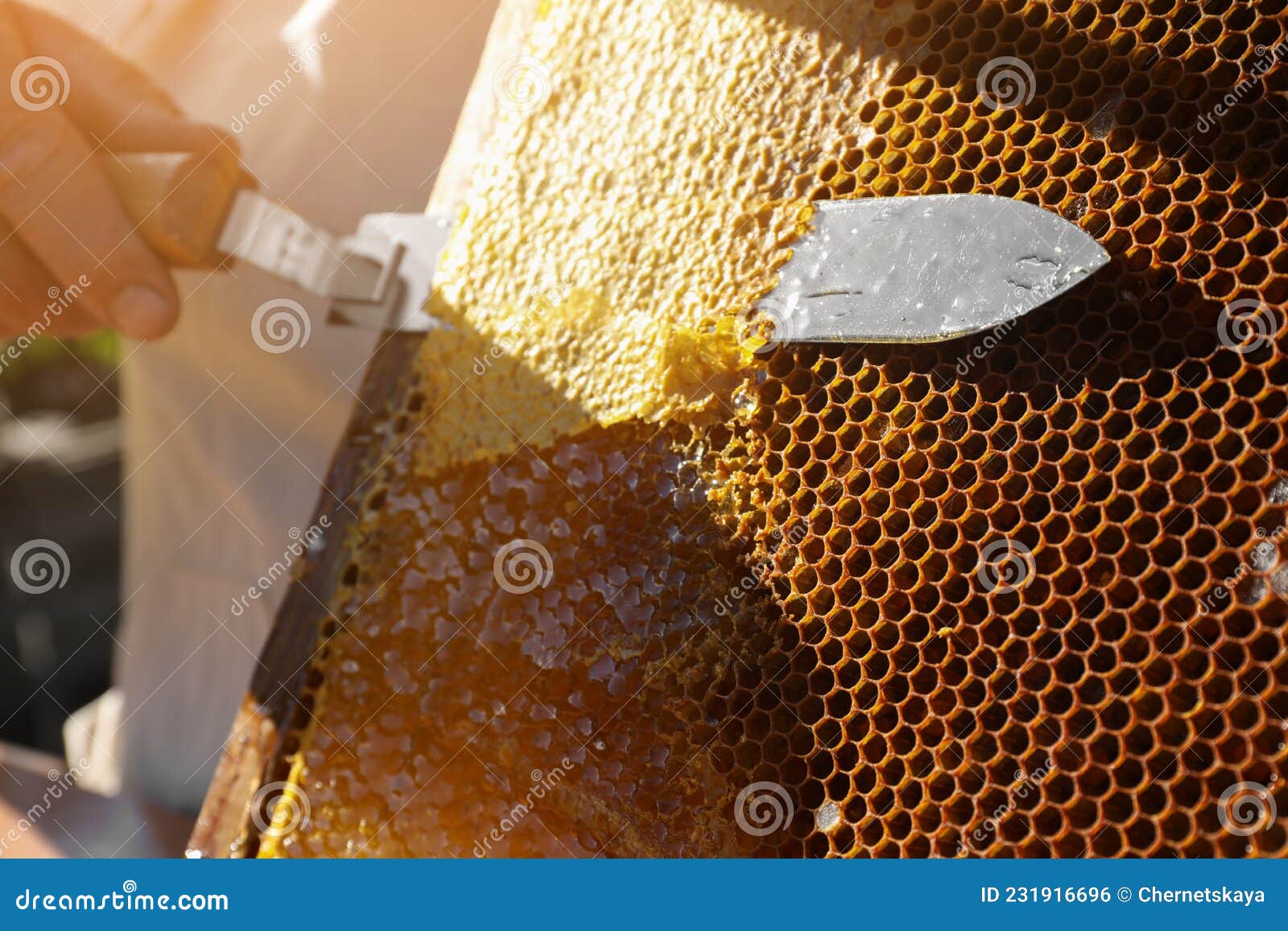 Beekeeper Uncapping Honeycomb Frame with Knife, Closeup Stock Photo ...