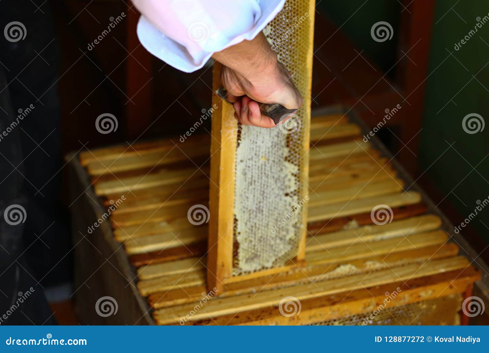 Beekeeper Uncapping Honeycomb with Special Beekeeping Fork. Beeekeeping ...