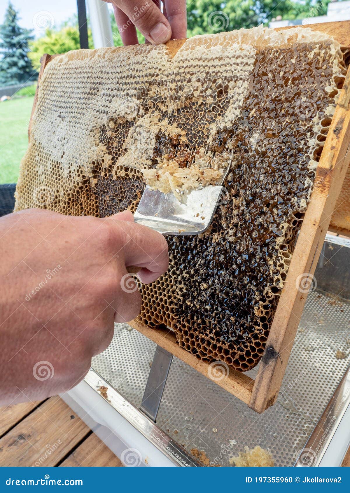 Beekeeper Uncapping Honeycomb with Special Beekeeping Fork. Stock Photo ...