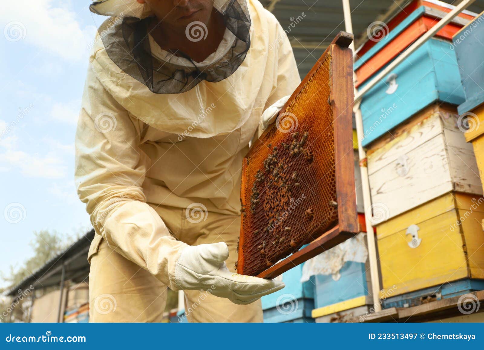 Beekeeper in Uniform with Honey Frame at Apiary, Closeup Stock Image ...