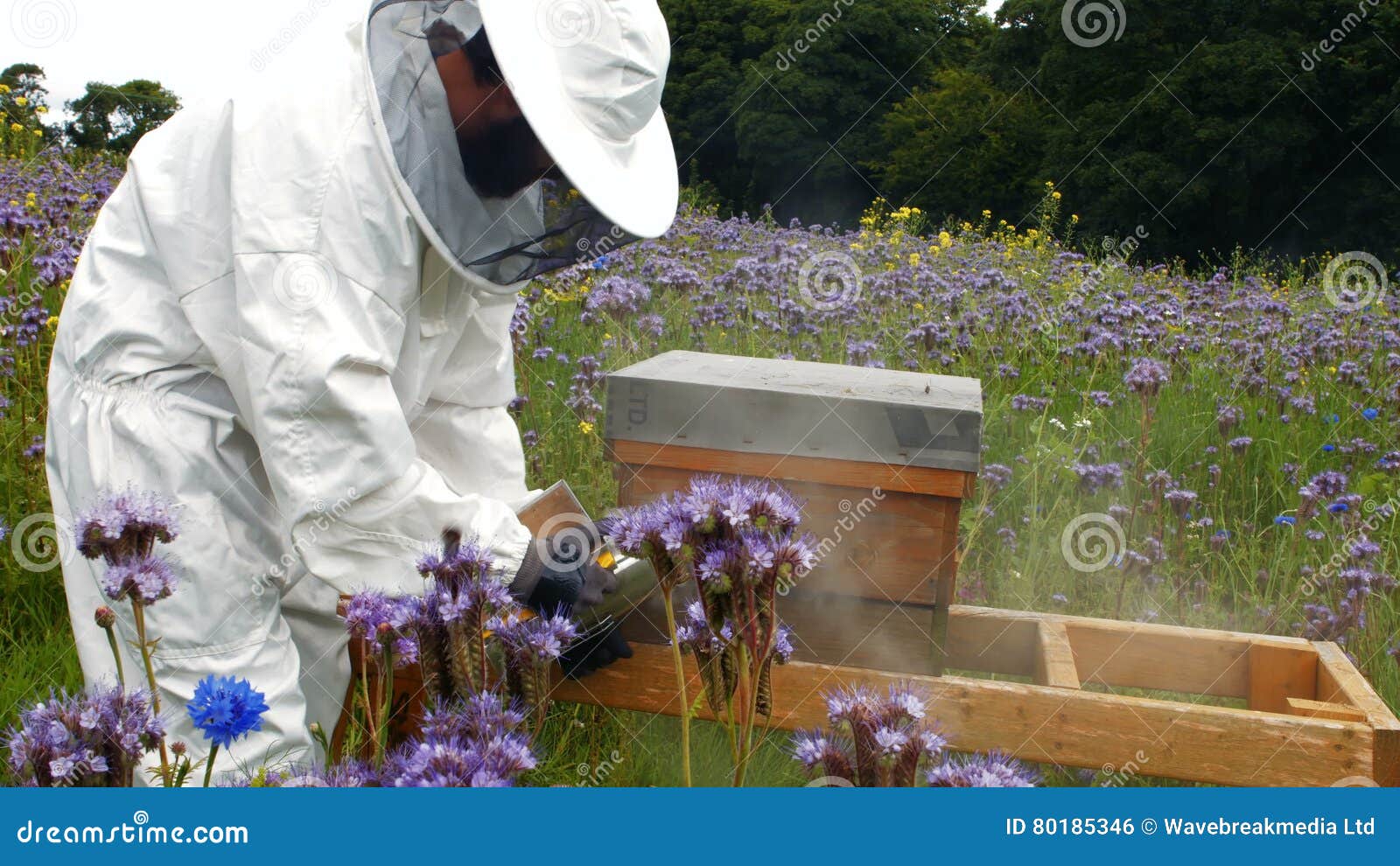 Beekeeper using bee smoker stock footage. Video of definition - 80185346