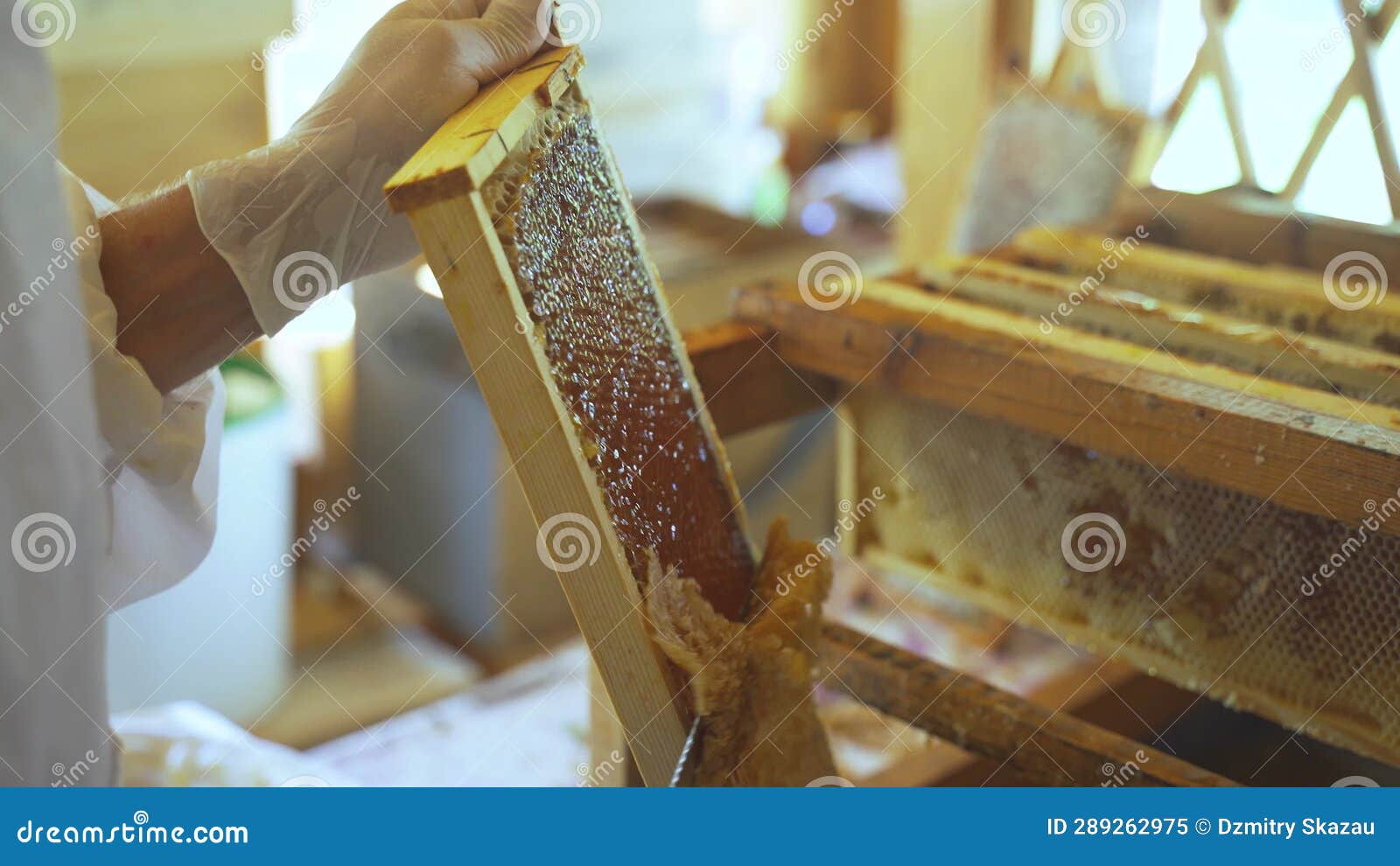 The Beekeeper Using a Knife Prints Honeycombs with Nesting Frames. Stock Video - Video of gold ...