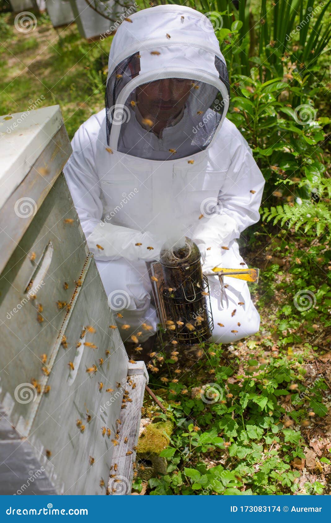 A Beekeeper Is Using A Blower, Blowing Air Inside The Hive Full Of ...