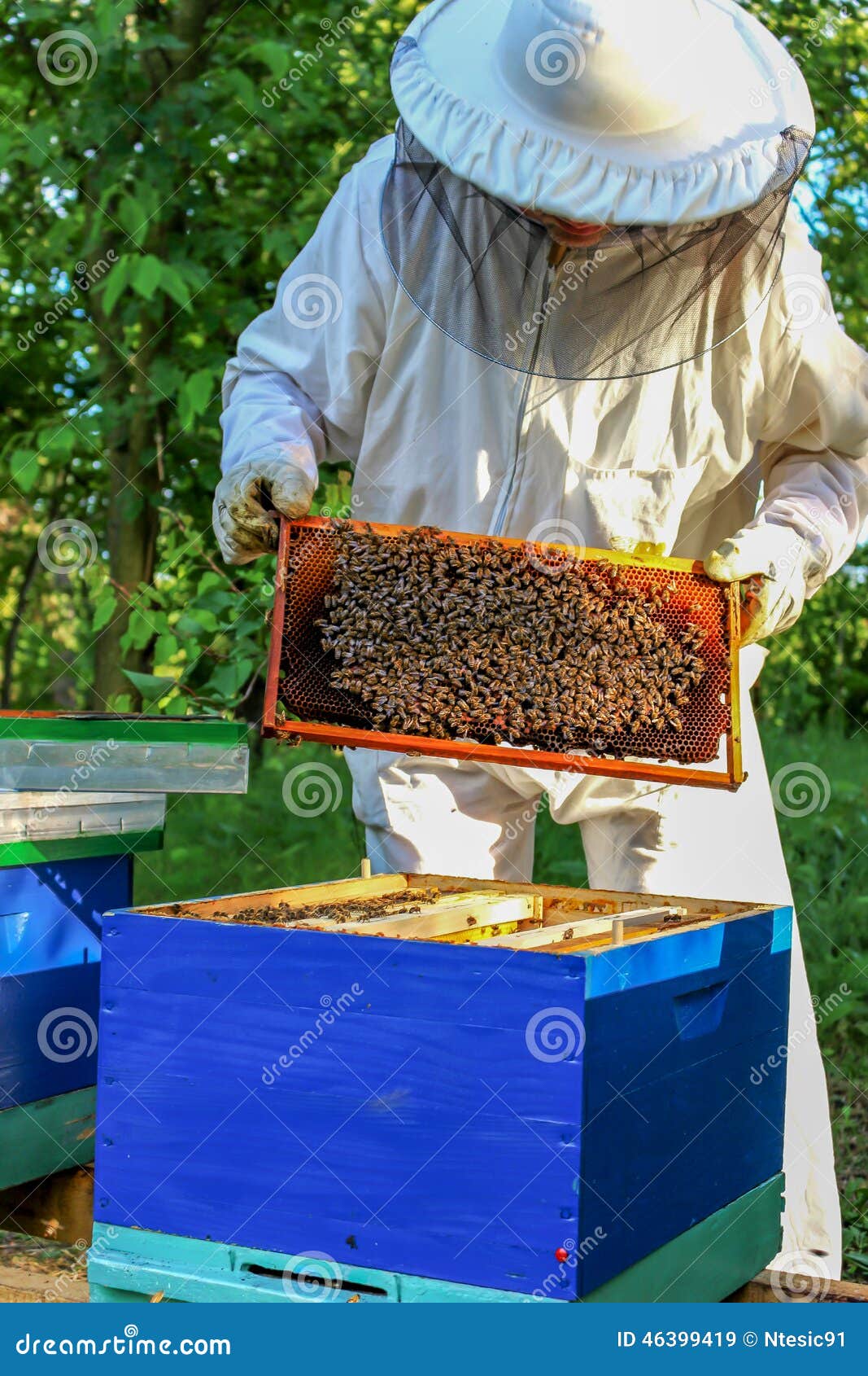 Beekeeper views hive stock image. Image of spring, beehive - 46399419