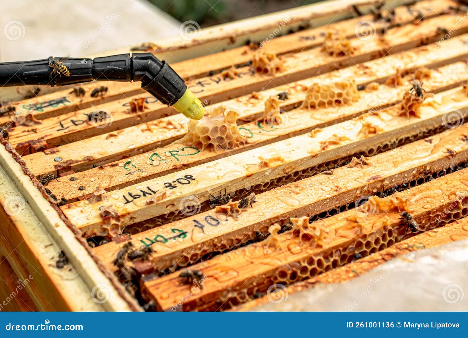 Treatment of Hives before Wintering. Sprayer with Poison To Destroy ...