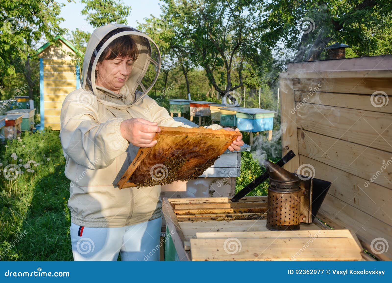 Beekeeper Woman Controlling Beehive and Comb Frame. Apiculture. Stock ...
