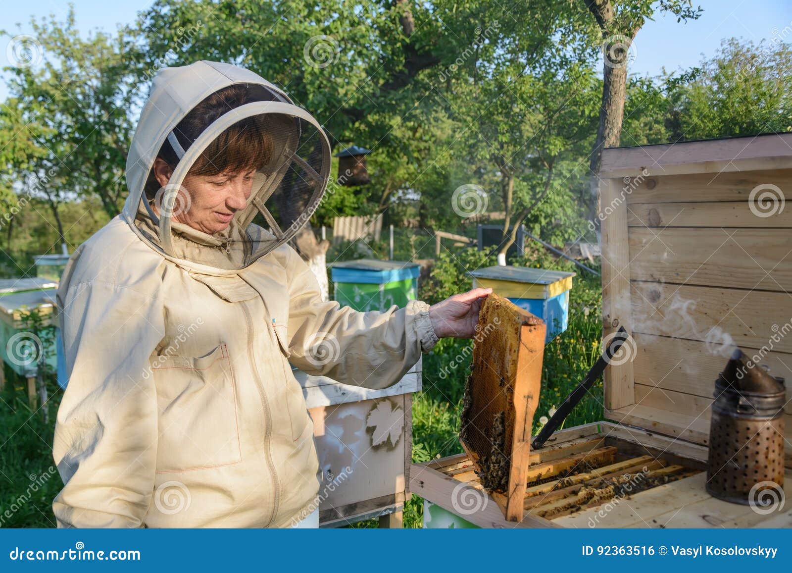 Beekeeper Woman Controlling Beehive and Comb Frame. Apiculture. Stock ...
