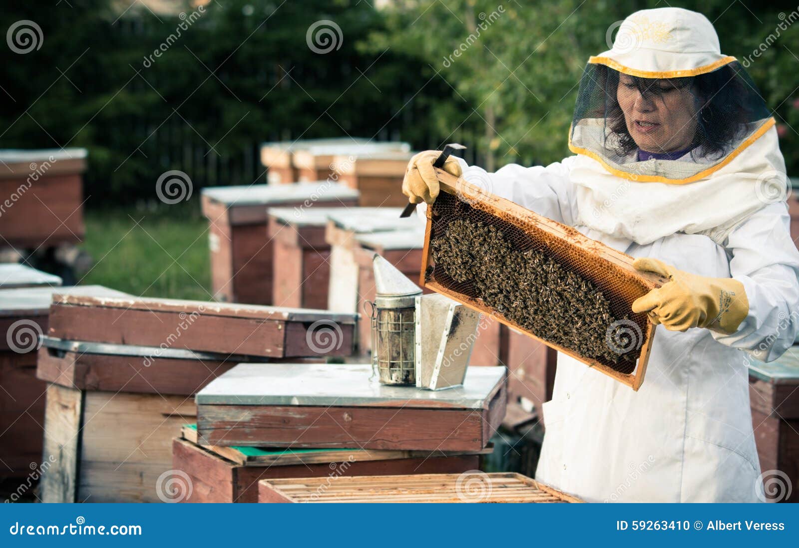 Beekeeper 2 stock photo. Image of woman, apiarist, hand - 59263410