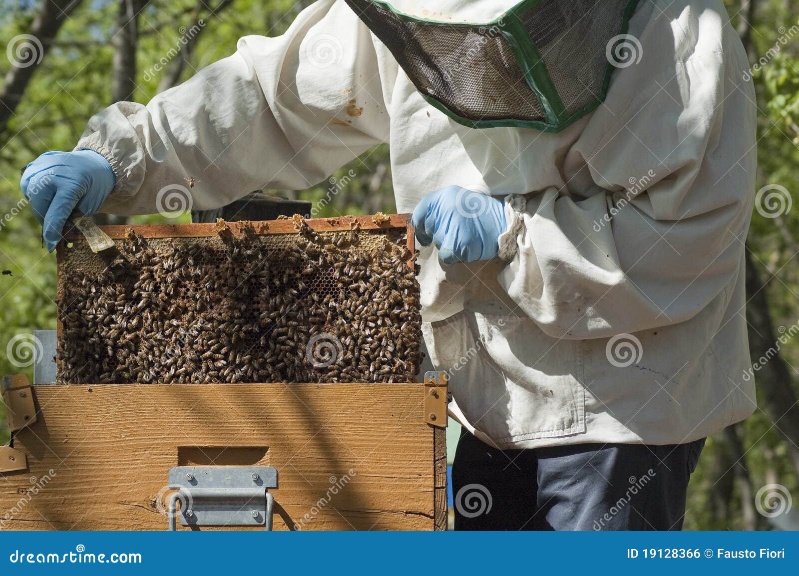 Beekeeper at work stock photo. Image of beeswax, frame - 19128366