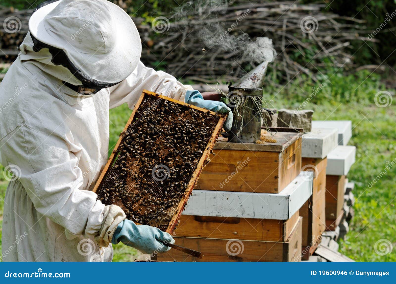 A beekeeper at work stock photo. Image of honey, pollinate - 19600946