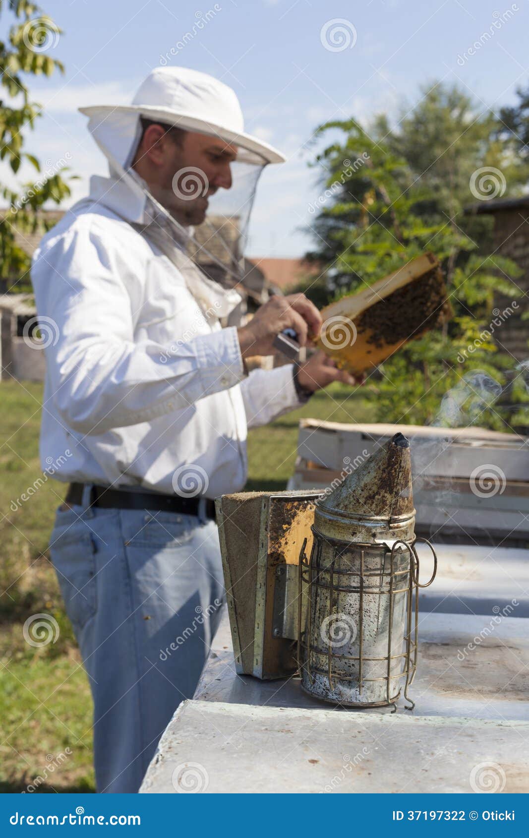 Beekeeper at work stock photo. Image of insect, comb - 37197322