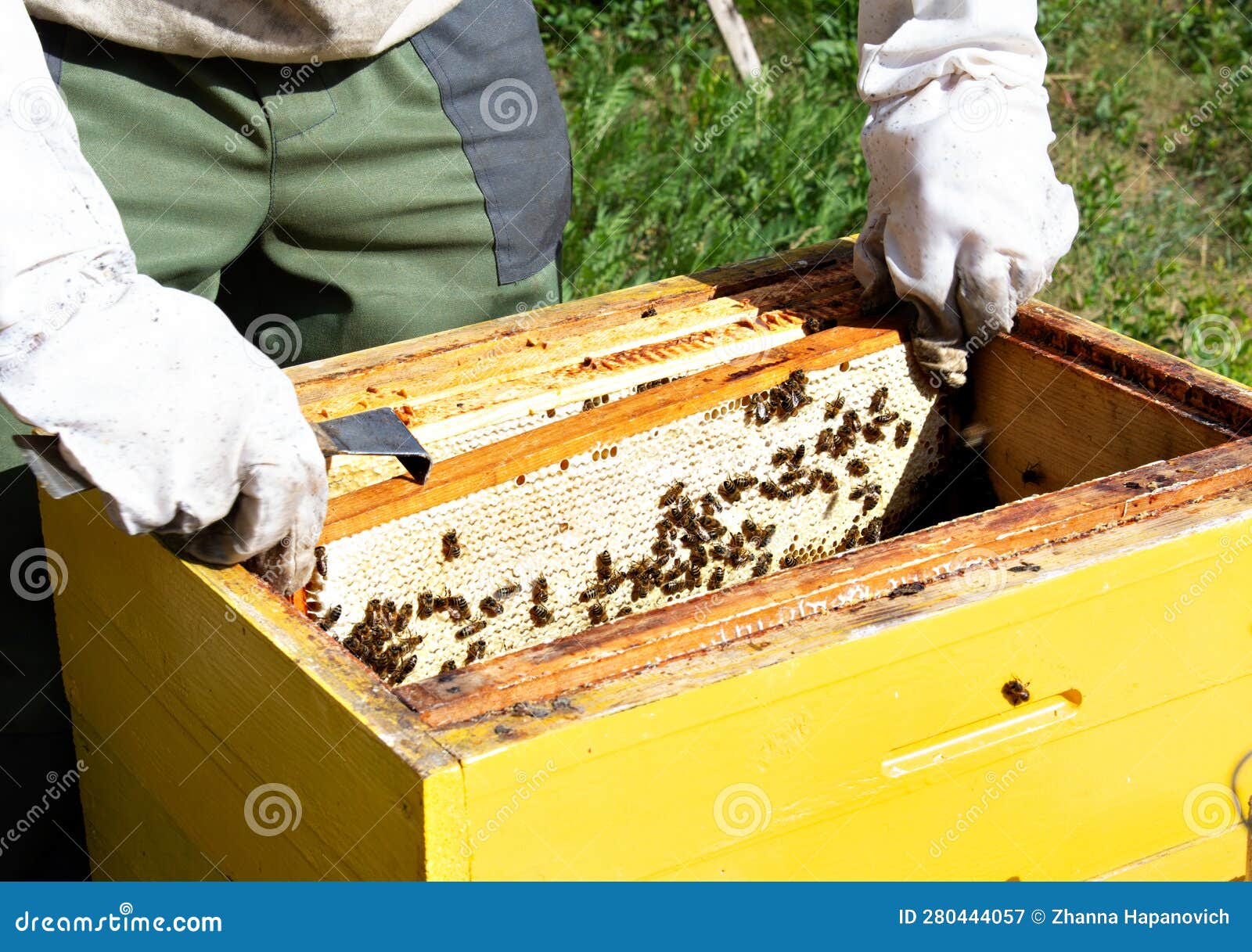 Beekeeper at Work. Bee Keeper Lifting Shelf Out of Hive Stock Image ...