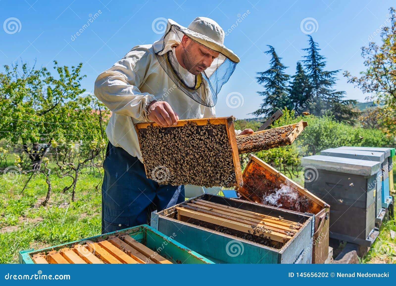 Beekeeper at Work. Bee Keeper Lifting Shelf Out of Hive. the Beekeeper ...